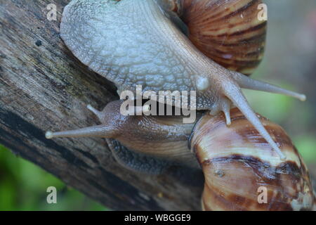 Close up snails on female face. Big snails cleaning womans face and ...