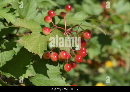 Bunch of viburnum berries illuminated by the sun in the garden Stock ...