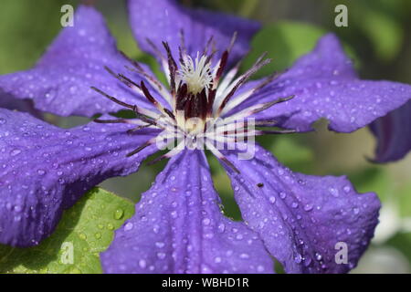 Clematis flower after the rain with water droplets on the flower petals ...