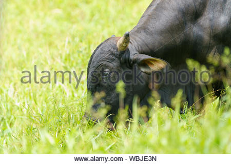 Zebu cattle (Bos taurus indicus) pulling carts, Northwest Madagascar ...