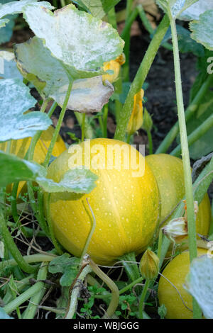 Cucurbita pepo. Spaghetti squash plant grown over a wire frame with a ...