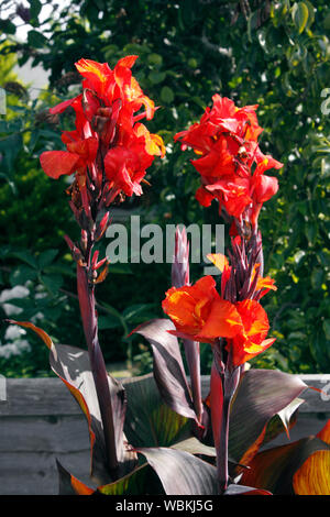 Close up of Indian shot (canna indica) flowers in bloom Stock Photo - Alamy