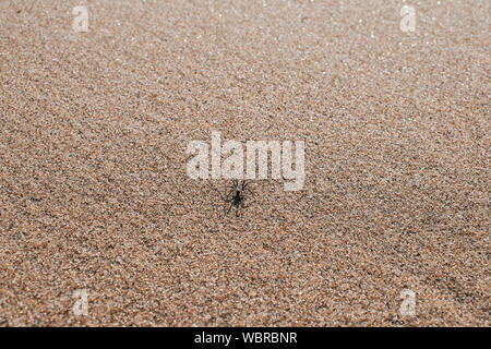spider in the sand of the beach perfectly camouflaged Stock Photo - Alamy