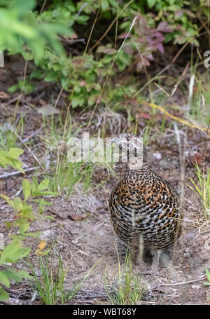 Spruce grouse, Canachites canadensis. Canadian grouse, Tetrao ...