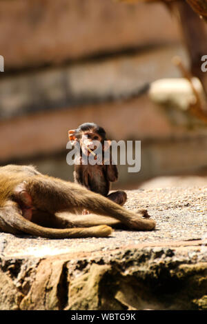 Mother and baby Hamadryas Baboons Paignton Zoo Devon UK Stock Photo - Alamy