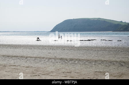 Man,digs,digging,in,sand,muddy,mud,mudflats,,sandy,area,of,Ferryside ...
