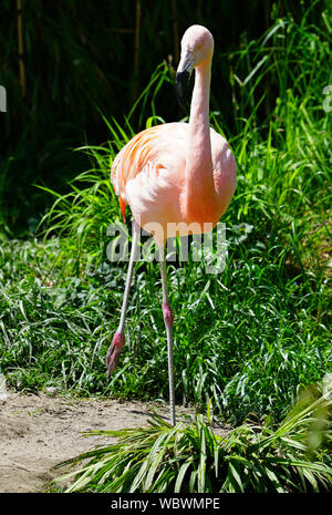 Pink flamingo birds standing on one leg Stock Photo - Alamy