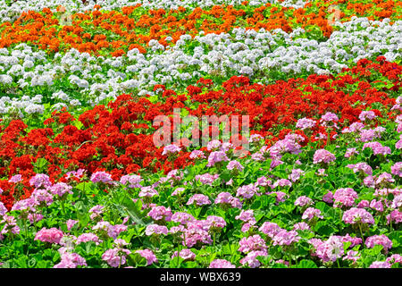 Blossoming field of multicolored vibrant flowers Stock Photo - Alamy