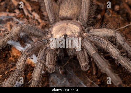 Tarantula Spider (Theraphosidae Stock Photo - Alamy