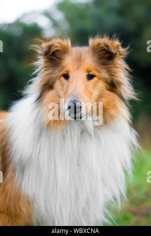 Adorable gold rough collie portrait from above, space on left Stock ...