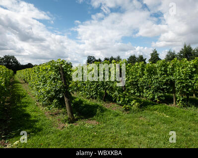Vineyard Suffolk England British Stock Photo - Alamy