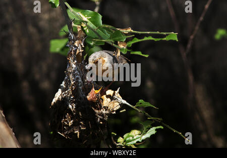 A common and widespread member of the warbler family, They are found in ...