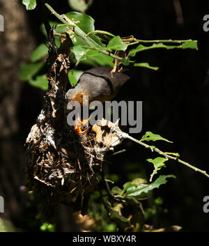 The Red-faced Crombec is a small member of the warbler family ...