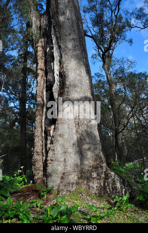 Tuart trees, Eucalyptus gomphocephala, Tuart Forest National Park ...