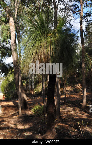 Australia, WA, Grass trees (Xanthorrhoea) in the sterling range ...