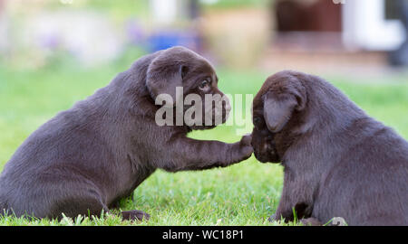 Six-week-old chocolate Labrador puppies in wheelbarrow Stock Photo ...
