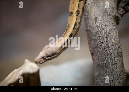 Snake eye close-up, macro photo of python snake at the zoo terrarium ...