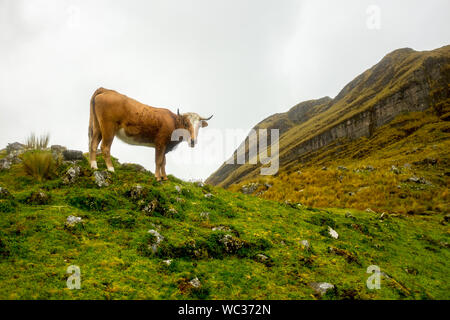 Bolivia, Cordillera. Cow on Grass in Mountain Stock Photo - Alamy