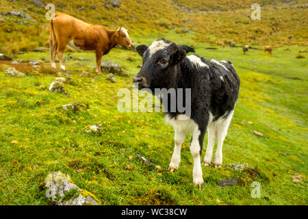 Bolivia, Cordillera. Cows on Grass Stock Photo - Alamy