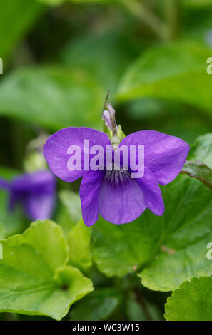 Violet flowers Viola odorata close up Stock Photo - Alamy