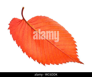 back side of red fallen leaf of elm tree isolated on white background ...