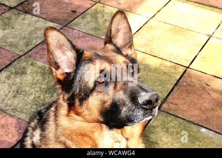 German Shepherd Back View Stock Photo - Alamy