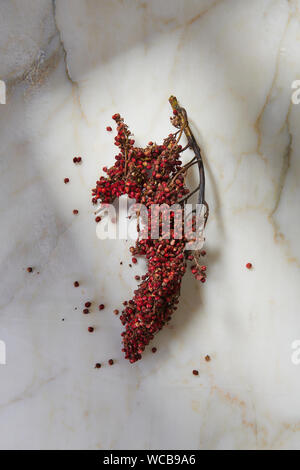 Sumac herb spice plant Stock Photo - Alamy