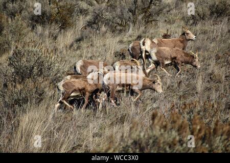 A herd of bighorn sheep enjoy a sunny high desert winter day in the ...