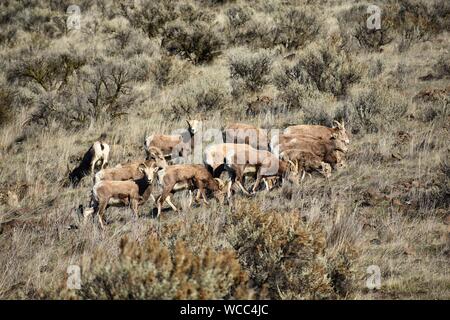 A herd of bighorn sheep enjoy a sunny high desert winter day in the ...