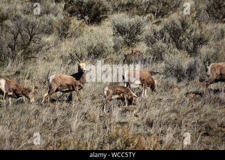 A herd of bighorn sheep enjoy a sunny high desert winter day in the ...