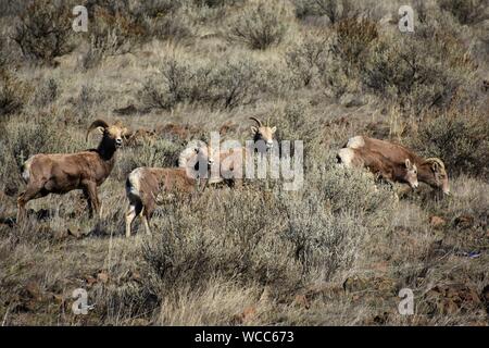 A herd of bighorn sheep enjoy a sunny high desert winter day in the ...