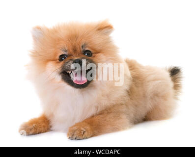 Angry Pomeranian dog Stock Photo - Alamy