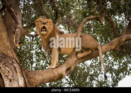 Male lion sits on branch looking down Stock Photo - Alamy