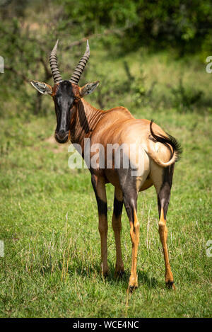 Male topi stands in grass looking round Stock Photo - Alamy