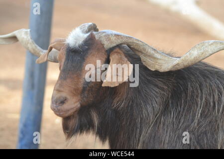 goat with different type of horns Stock Photo - Alamy
