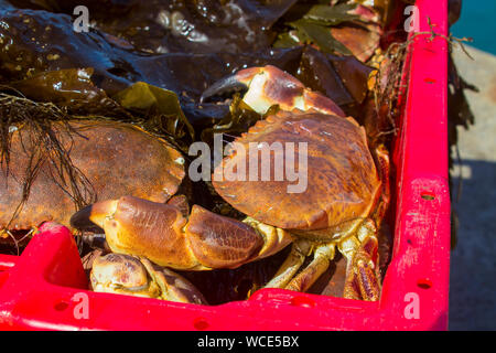Edible crab Cancer pagurus, Ireland Sea, Rathmullan, Donegal, Ireland ...