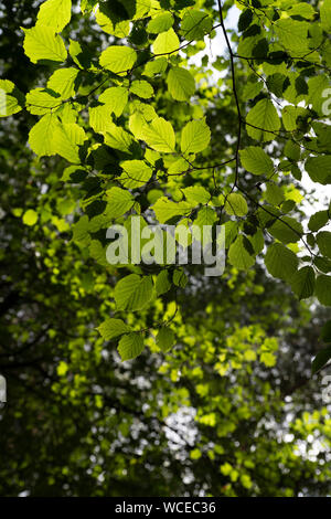 Sunlit Beech leaves, Beech woodland Cotswolds Gloucestershire Stock ...