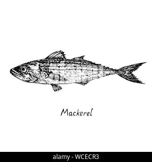 Mackerel fish illustration, drawing, engraving, line art, realistic ...