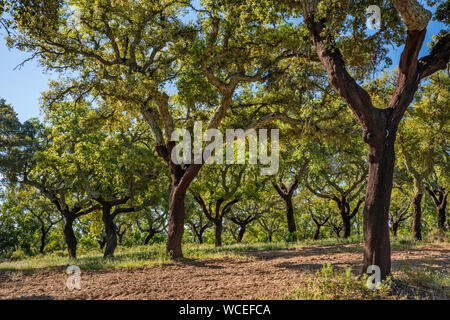 Cork tree plantation in Serra de Monfurado, near Almendres Cromlech ...