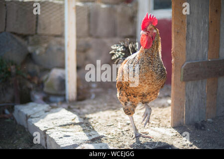 The rooster is standing on one leg. Bird close up on the poultry yard ...