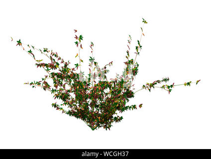 3D rendering of a bramble plant isolated on white background Stock ...