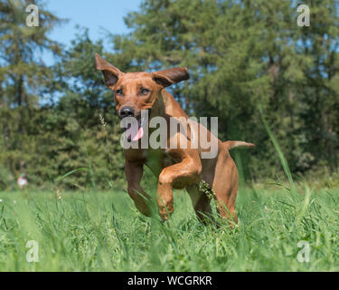 walking Rhodesian Ridgeback Stock Photo - Alamy