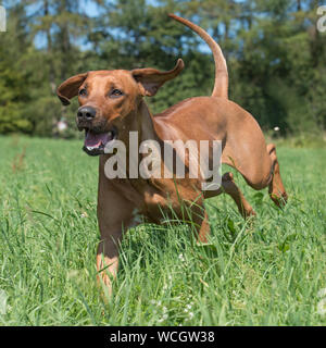 running Rhodesian Ridgeback Stock Photo - Alamy