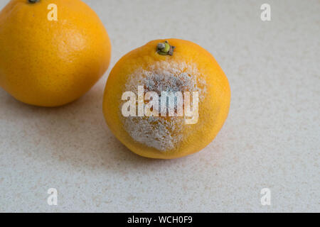 Mouldy fruit in a bowl Stock Photo - Alamy