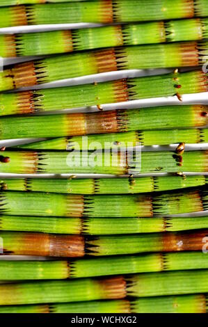 Horsetail or snake grass (Equisetum) spores with elaters. Optical ...