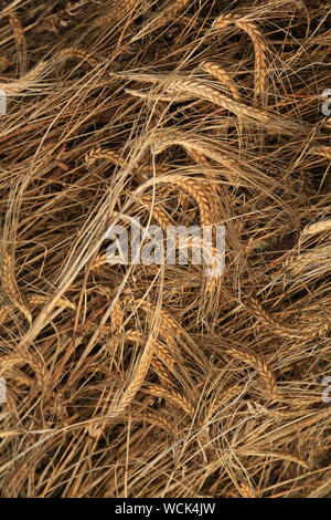Flattened crops in a field damaged by heavy rain and strong wind. UK ...