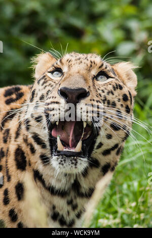 Amur leopard in the outdoors Stock Photo - Alamy
