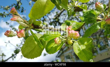 Buds on an apple fruit tree swelling in early spring before the leaves ...