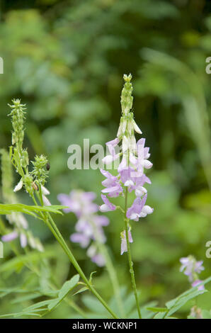 Goat's rue, French lilac, Italian fitch, Professor-weed (Galega ...
