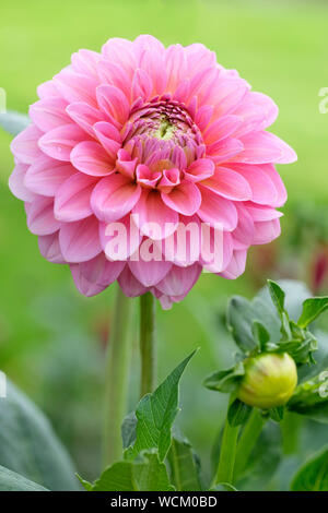 Close-up of pink Dahlia 'Pink Runner' flowers Stock Photo - Alamy